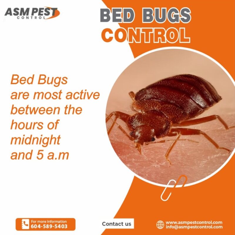 Bed bug control Maple Ridge | Call ASM today