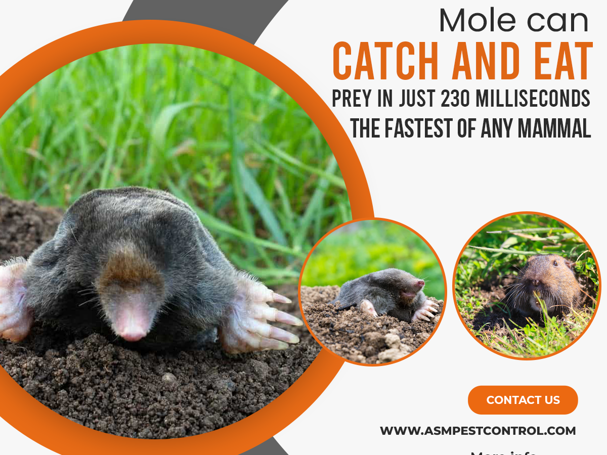 Mole Animal Mole Pest Control, Portland, OR | The Mole Lady