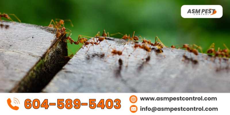 How To Control Red Ants and Prevent Future Infestations